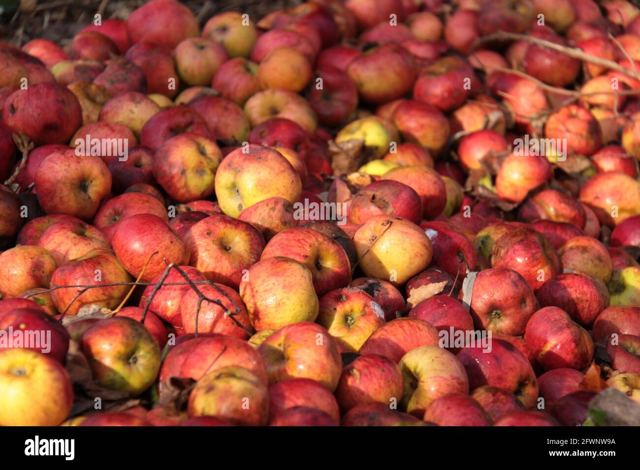 colorful pile of bruised red apples used as animal food Stock Photo - Alamy
