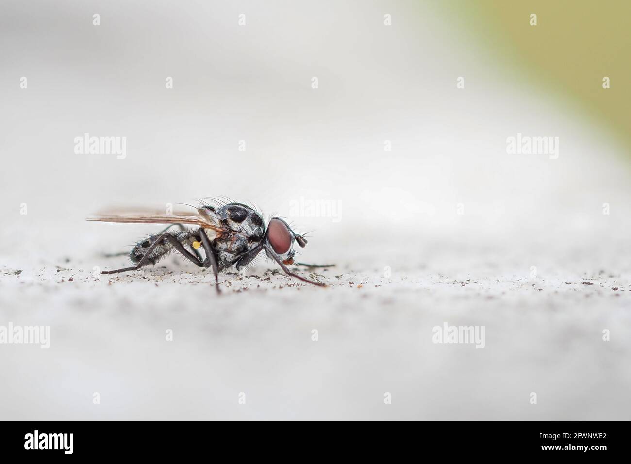 fly macro close up portrait looking at you isolated on white background ...