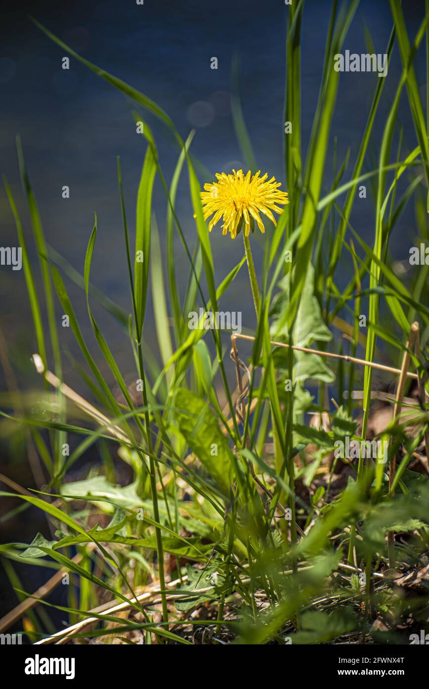 Dandelion flower by the river Stock Photo - Alamy