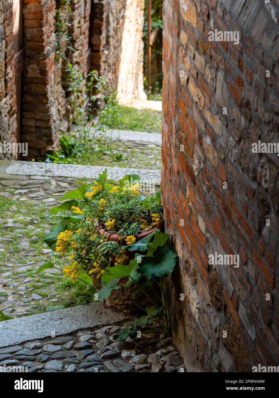 Vertical shot of blooming flowers on an alleyway with old brick ...