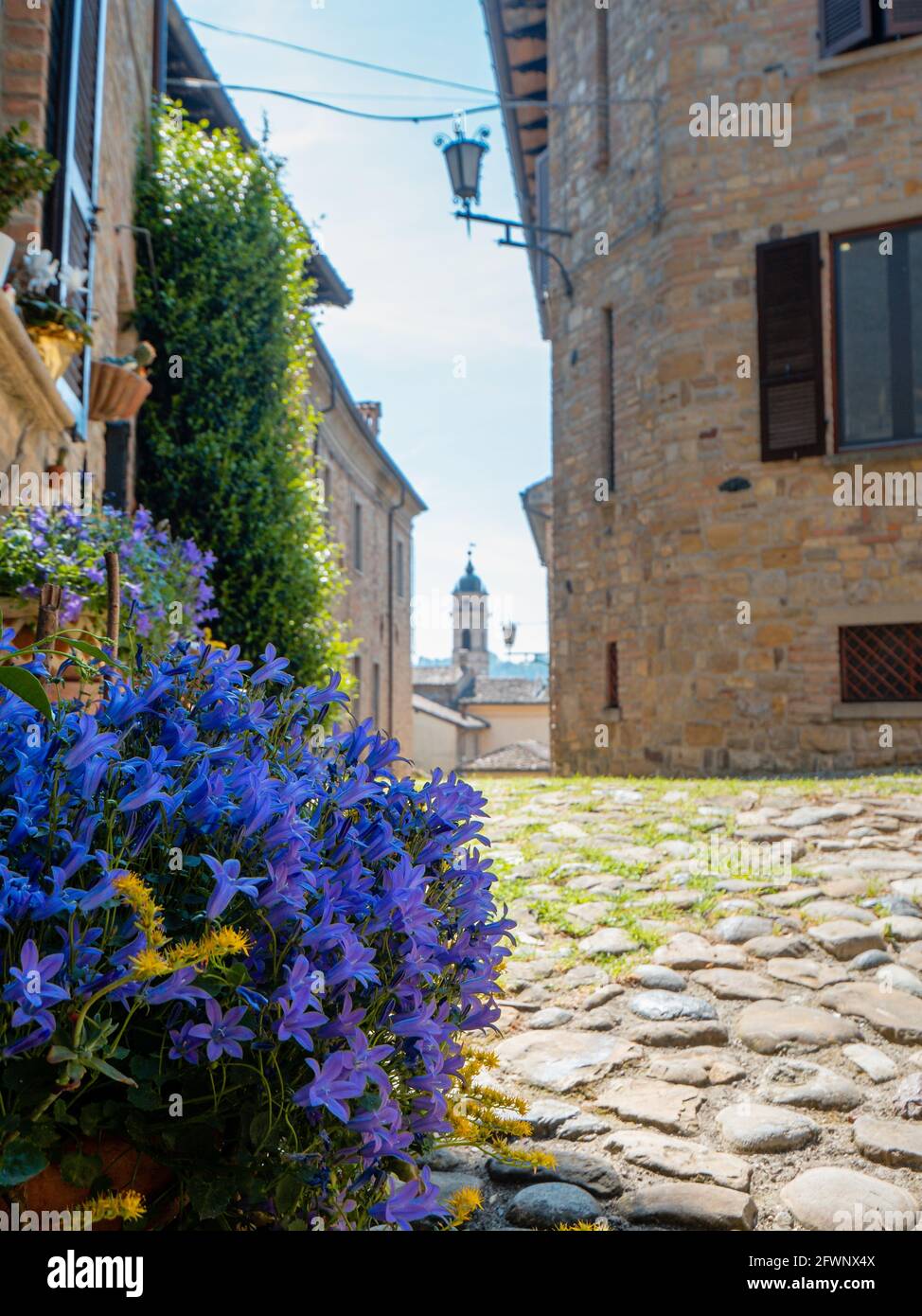Vertical shot of blooming flowers on an alleyway with old brick ...