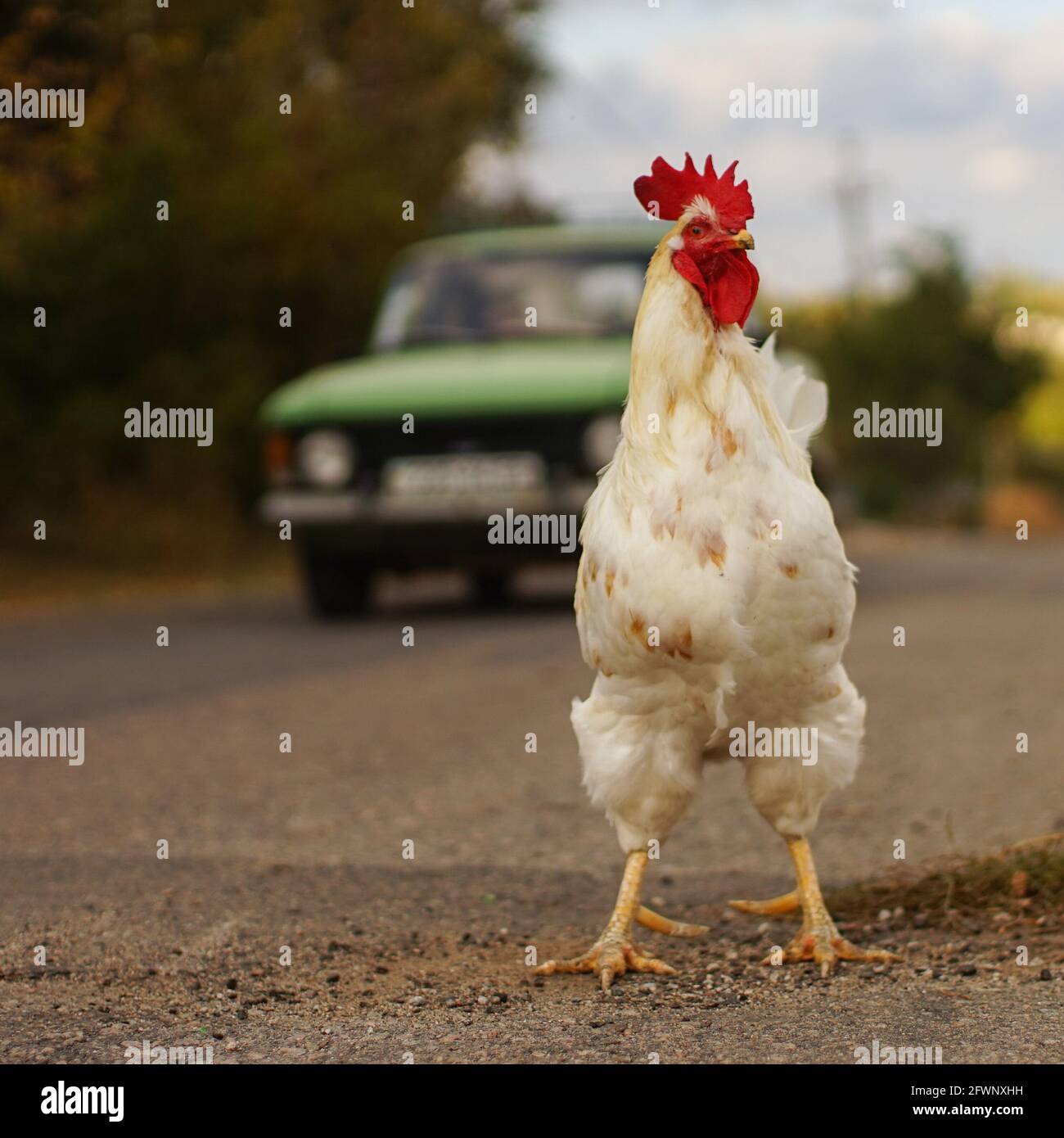 White rooster on the asphalt road in the village. Green car rides ...