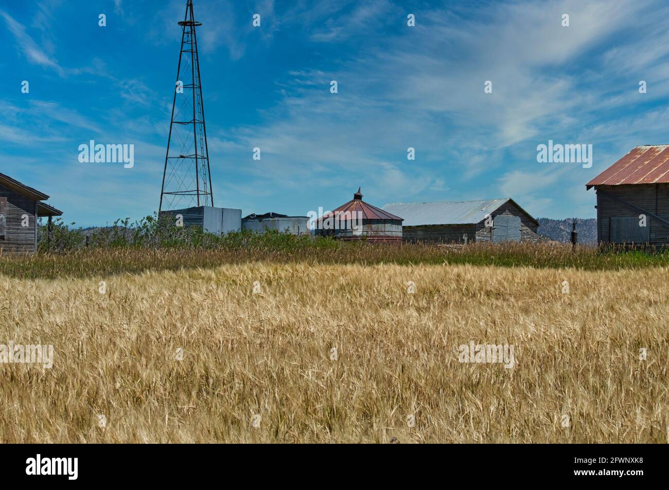 Beautiful view of a dried wheat field with houses background in a farm ...