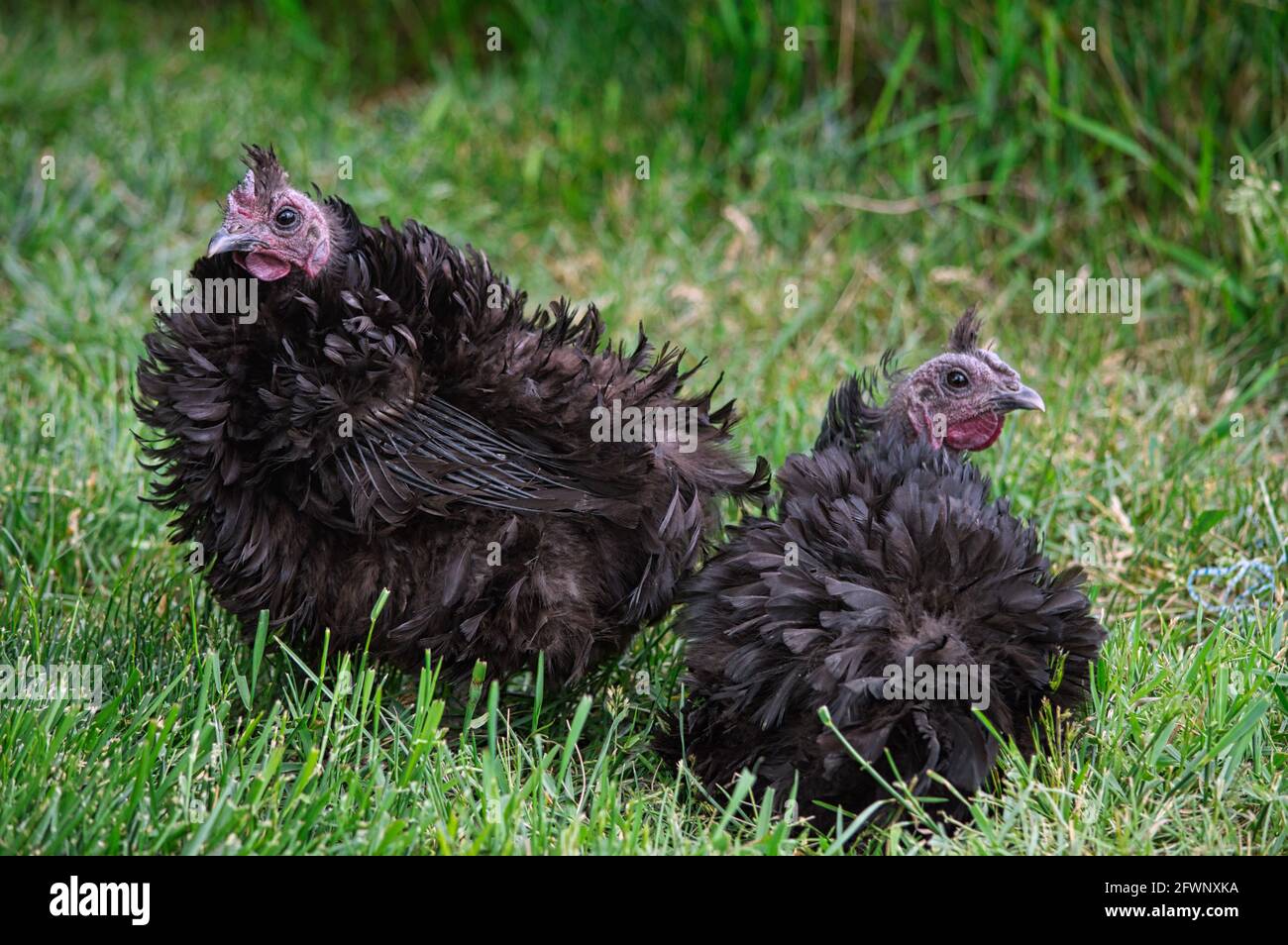 Black chickens hi-res stock photography and images - Alamy