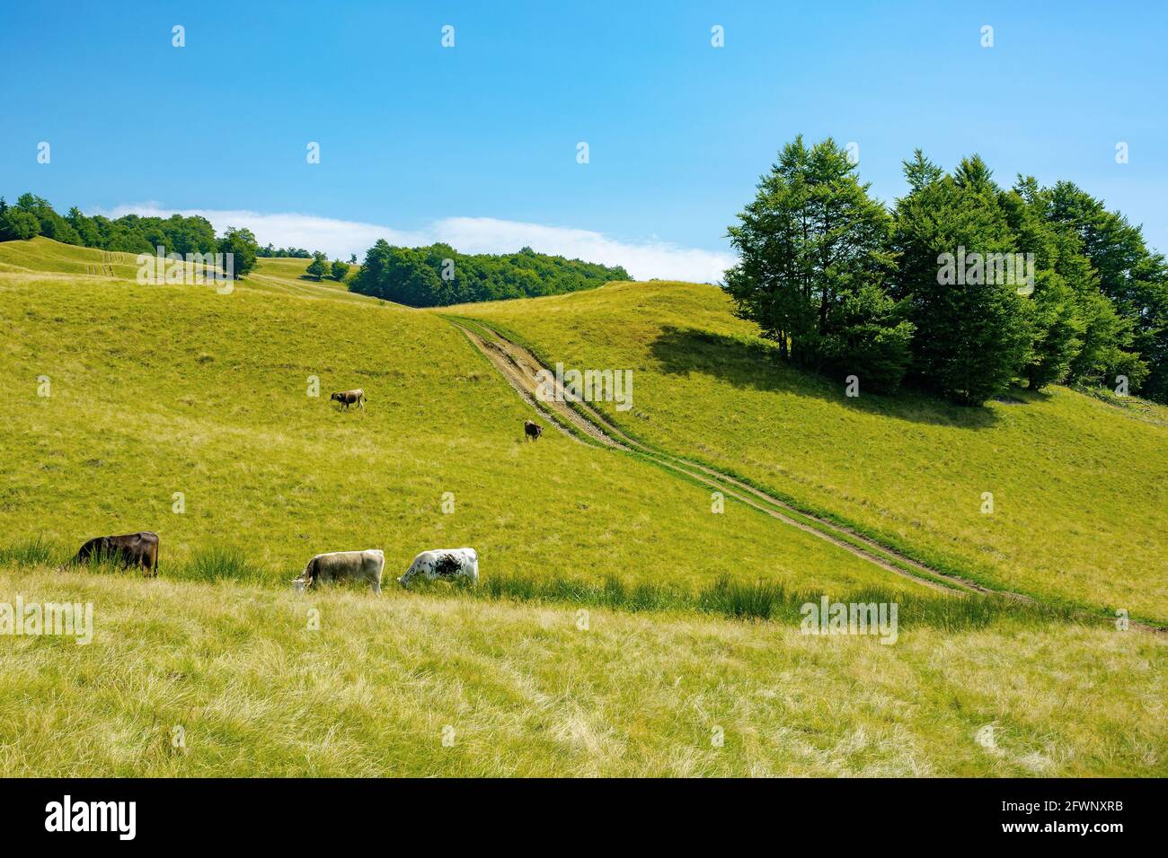 Pastoral pasture woods forest hi-res stock photography and images - Alamy