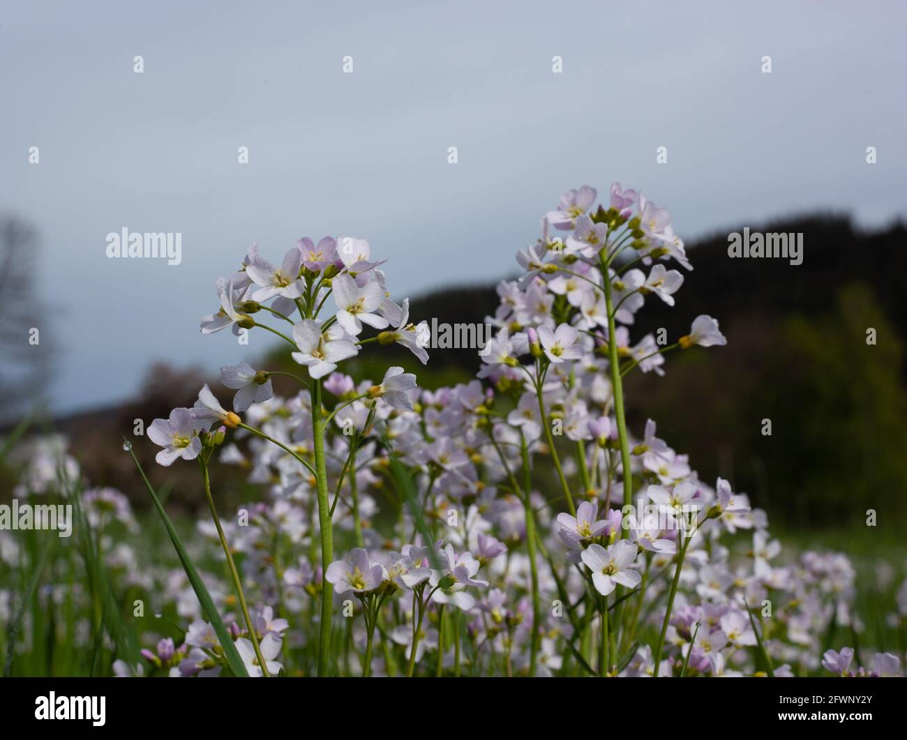 Light blue flowers hi-res stock photography and images - Alamy