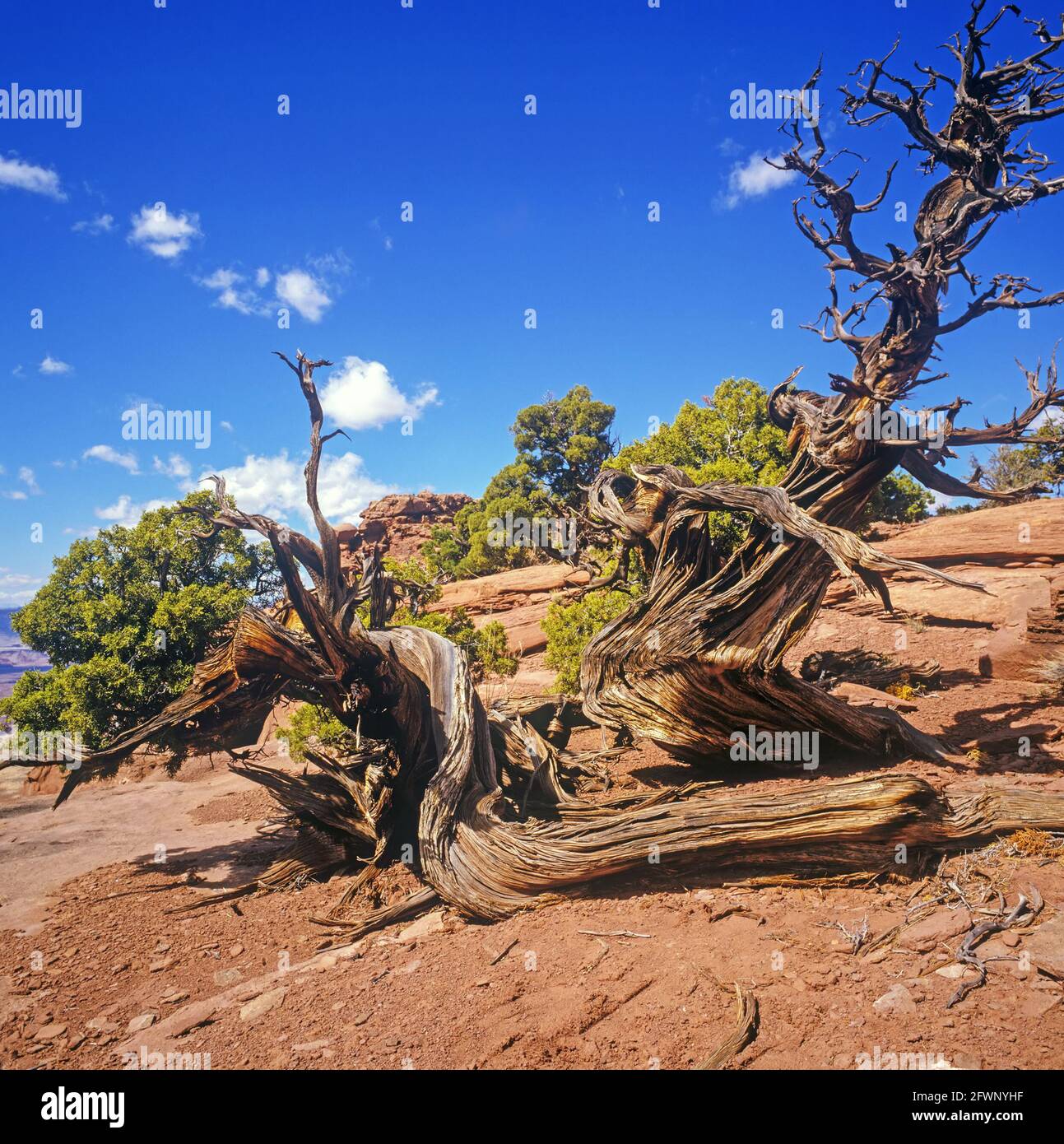 Canyonlands flora hi-res stock photography and images - Alamy