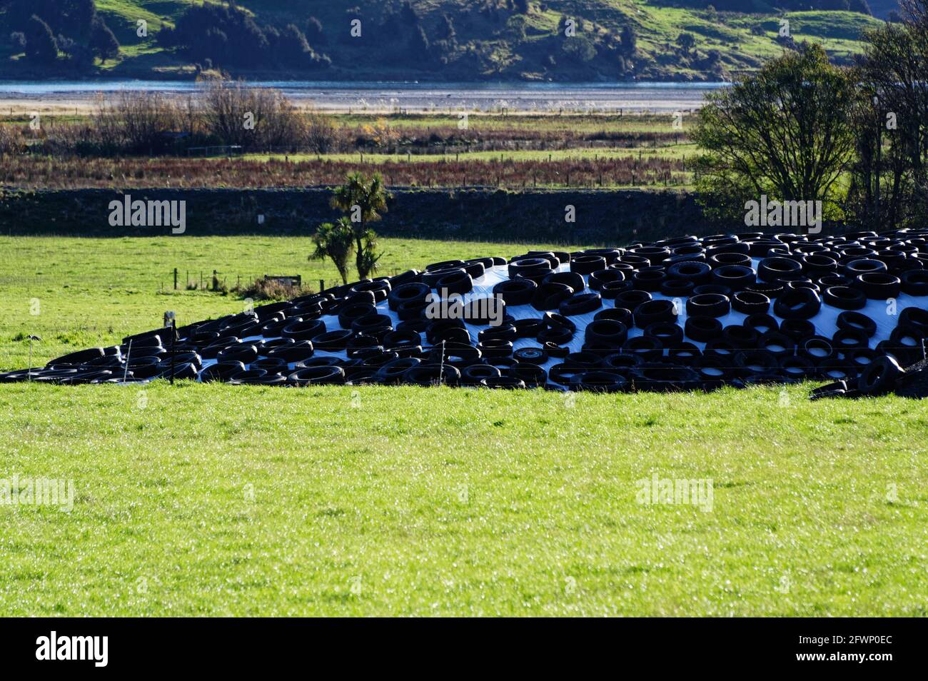 Old tyres cover a silage heap in the middle of a paddock in New Zealand ...
