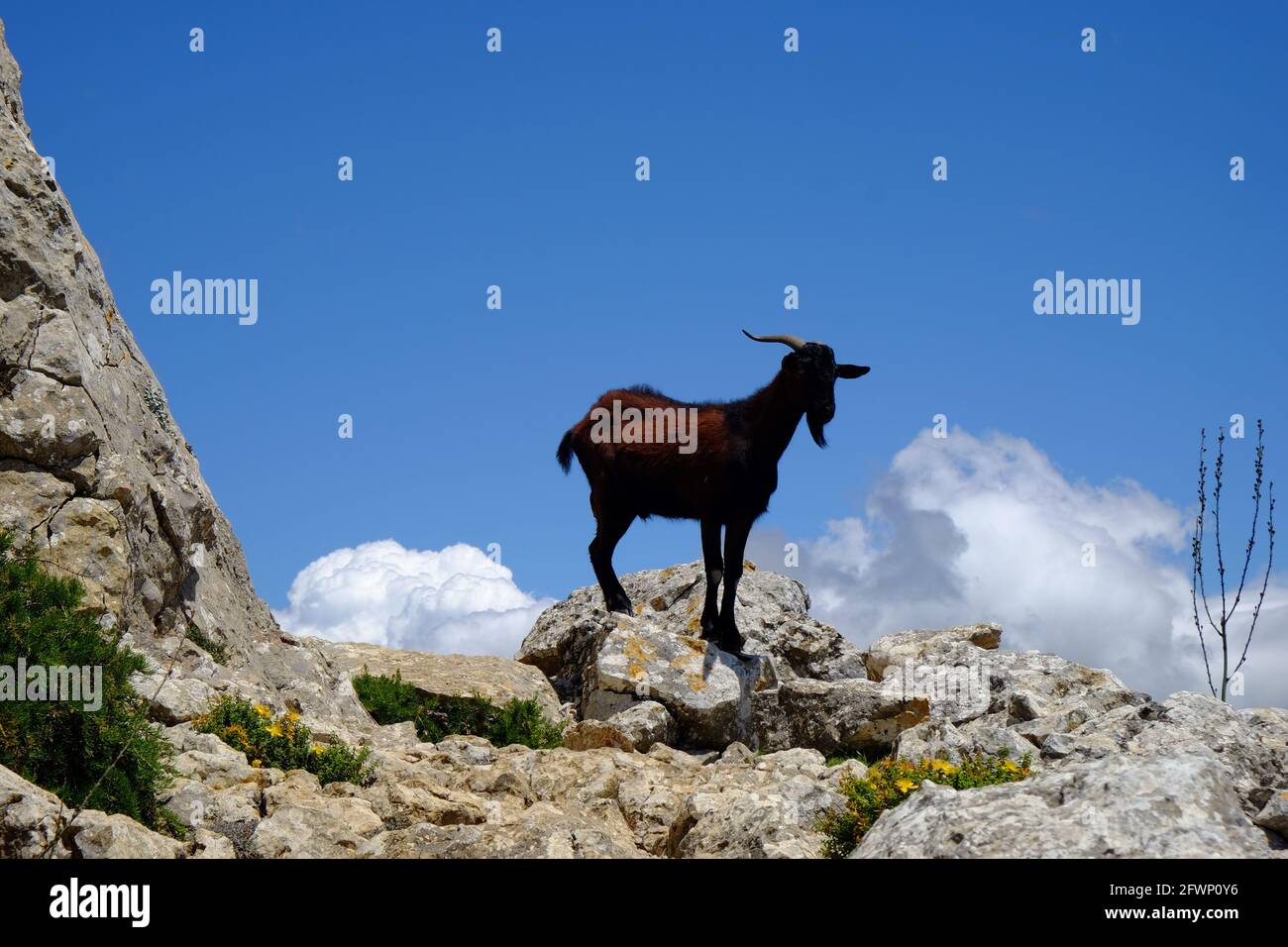 Majorcan wild goat hi-res stock photography and images - Alamy