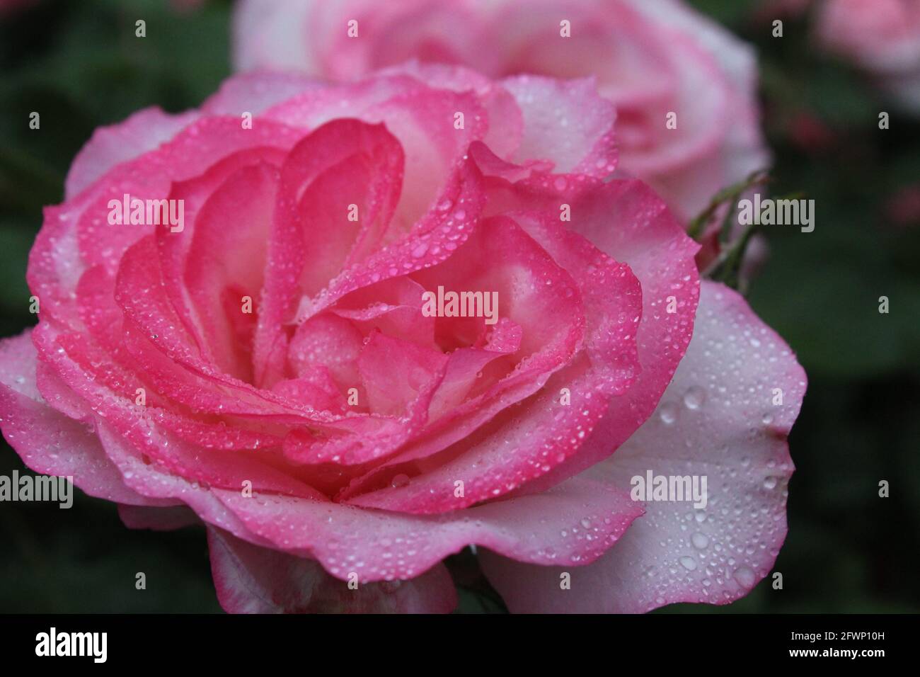 lush unsized rose close-up. Growing flowers. Valentine's Day. February ...