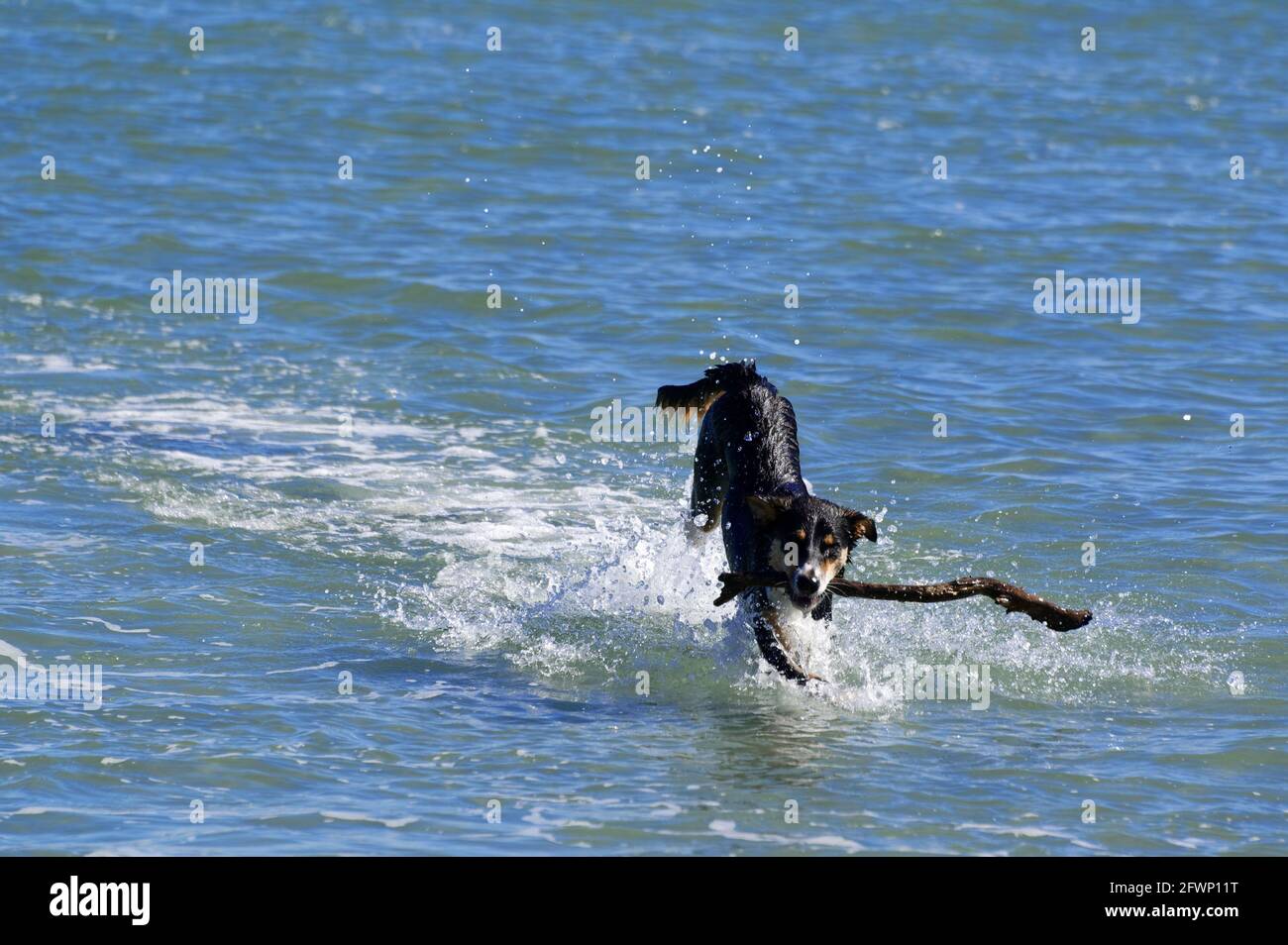 A dog enjoys the fun of the game, retrieving a stick for its owner ...