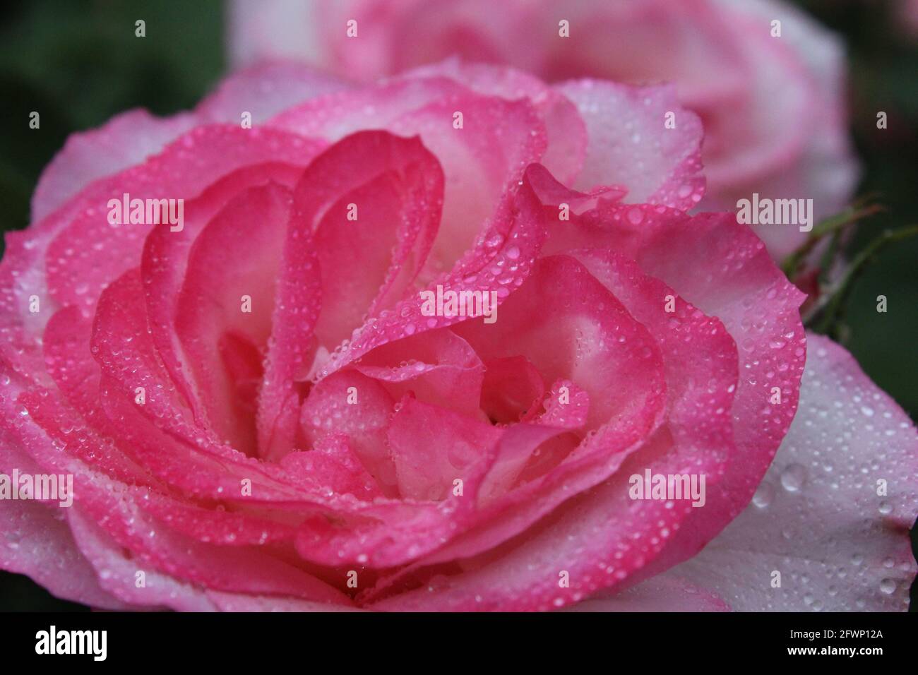 lush unsized rose close-up. Growing flowers. Valentine's Day. February ...