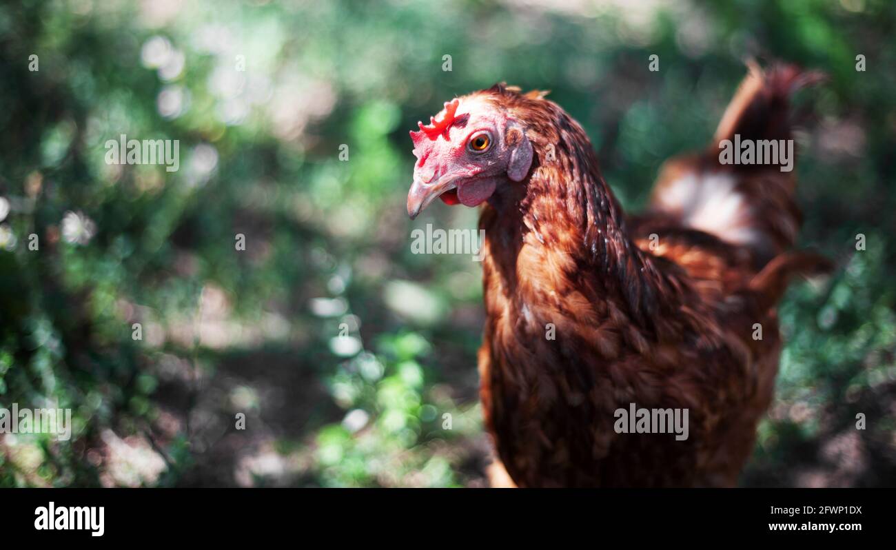 Ginger hen on blurred green background. Poultry, self-run chicken. Self ...