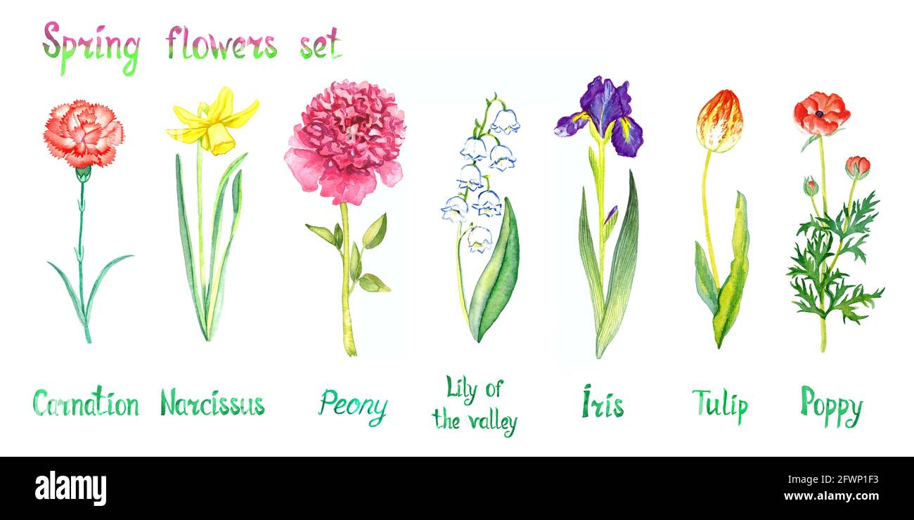 Spring flowers set isolated on white hand painted watercolor ...