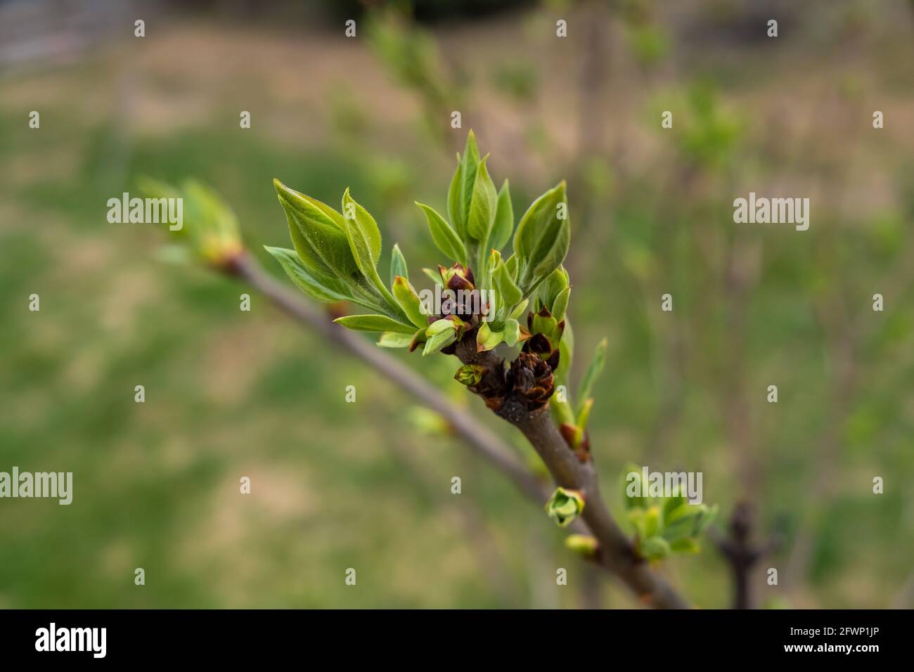 Swollen Stem High Resolution Stock Photography and Images - Alamy