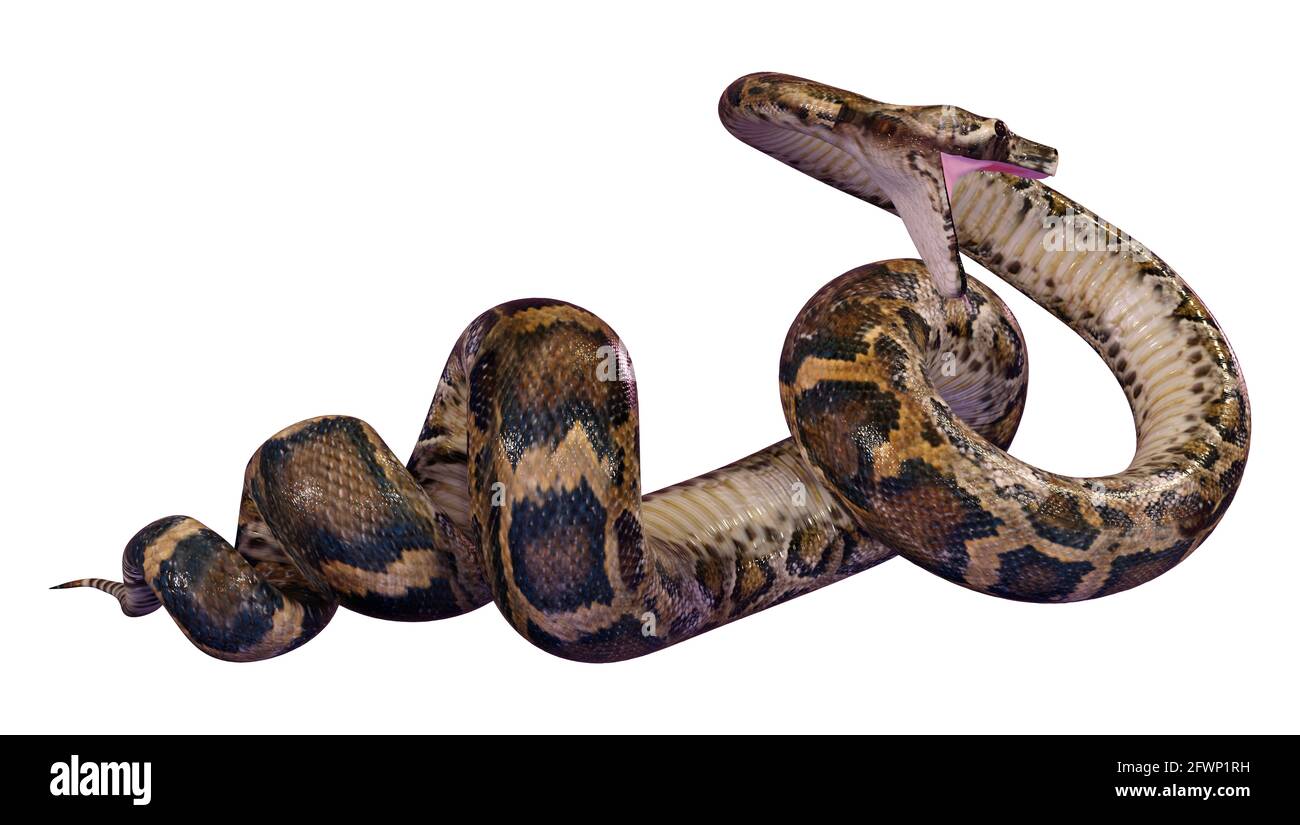 3D rendering of a Burmese python or Python bivittatus, one of the ...