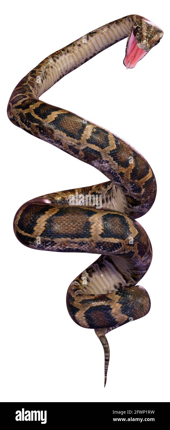 Python Snake Png