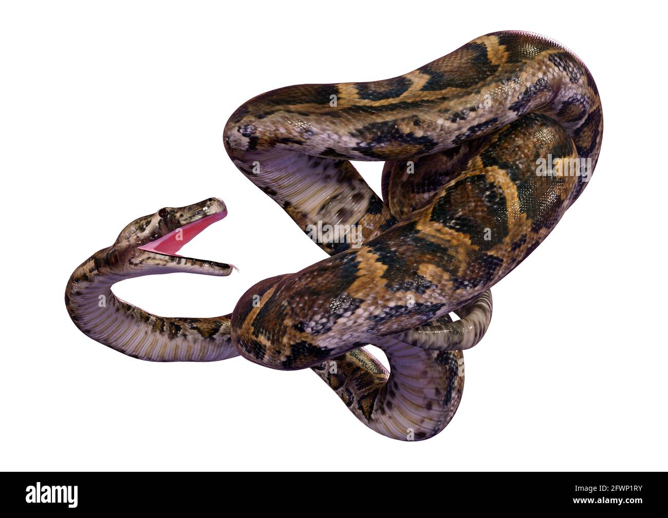 3D rendering of a Burmese python or Python bivittatus, one of the ...