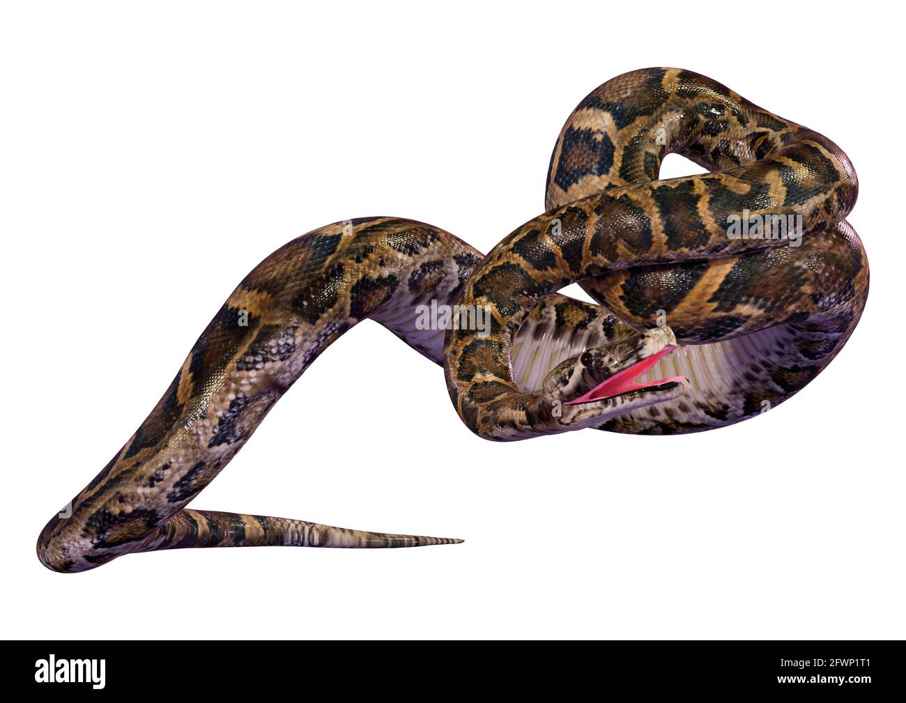 3D rendering of a Burmese python or Python bivittatus, one of the ...