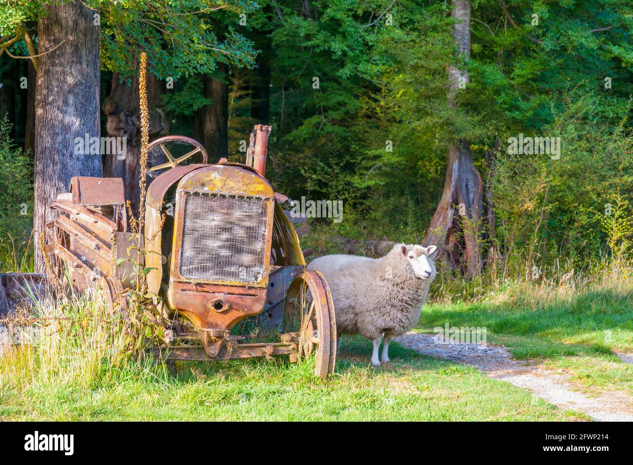 Sheep standing alone in shadow of old rusty tractor Stock Photo - Alamy