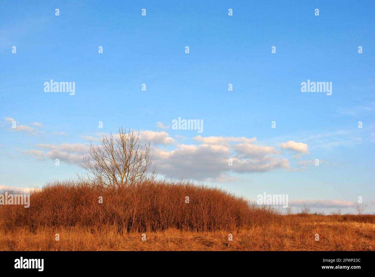 Tree without leaves on the lawn with bushes, dry red grass, bright blue ...