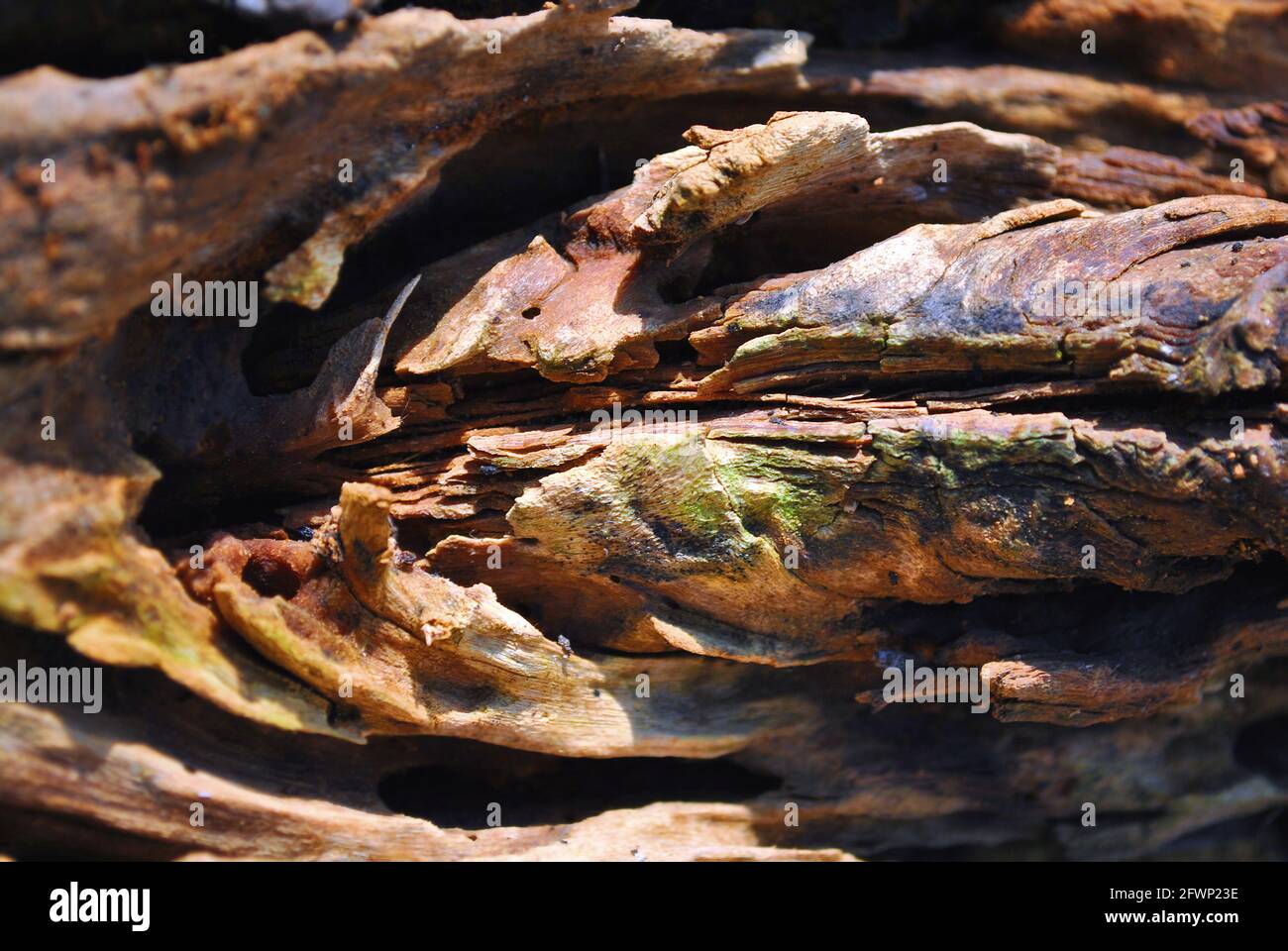 Old cracked tree trunk surface, horizontal background texture close up ...