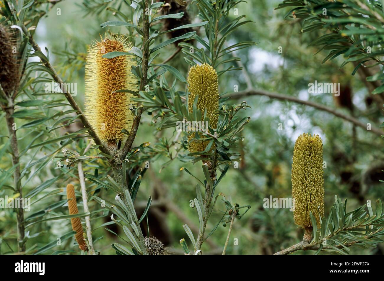Silver Banksia flower Banksia marginata Western Australia PL000959 ...