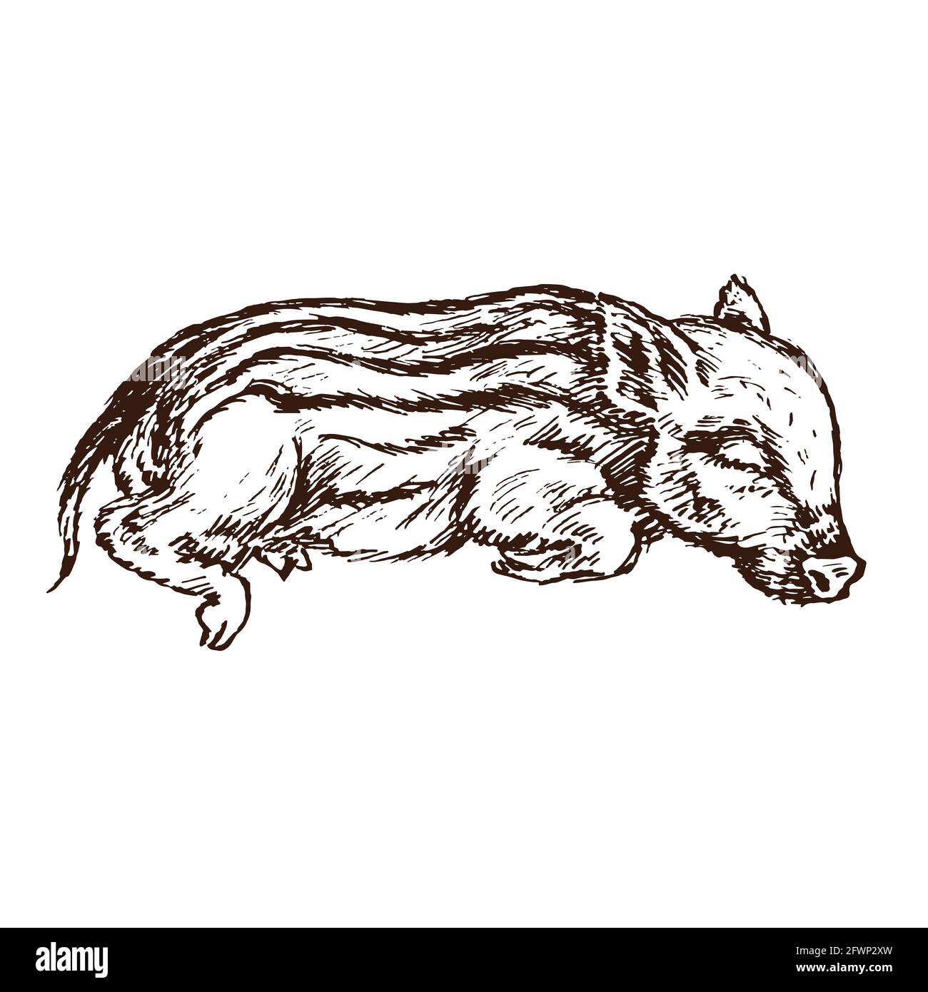 Wild boar (Sus scrofa) piglet sleeping, gravure style ink drawing ...