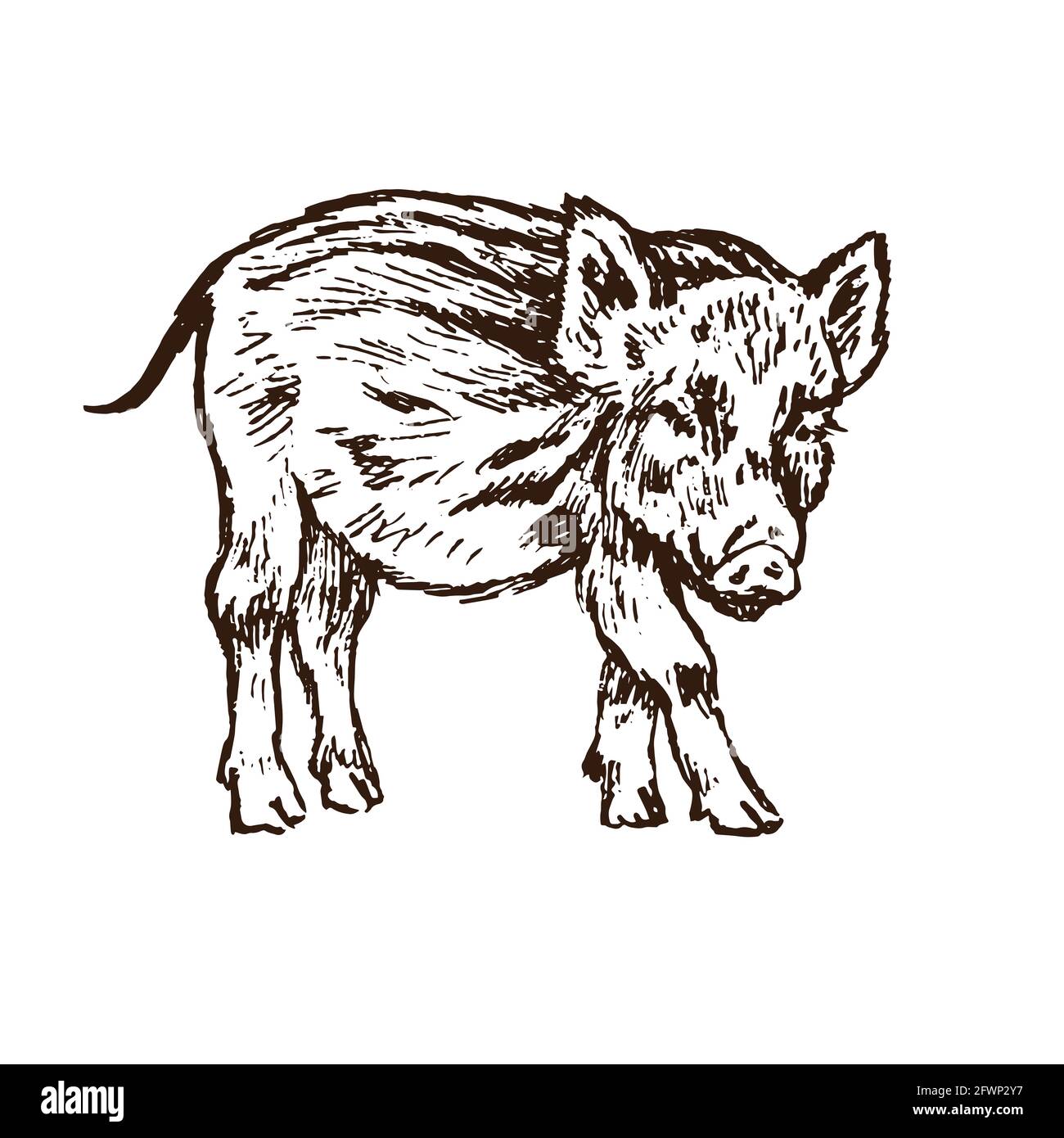 Wild boar (Sus scrofa) piglet standing side view, gravure style ink ...