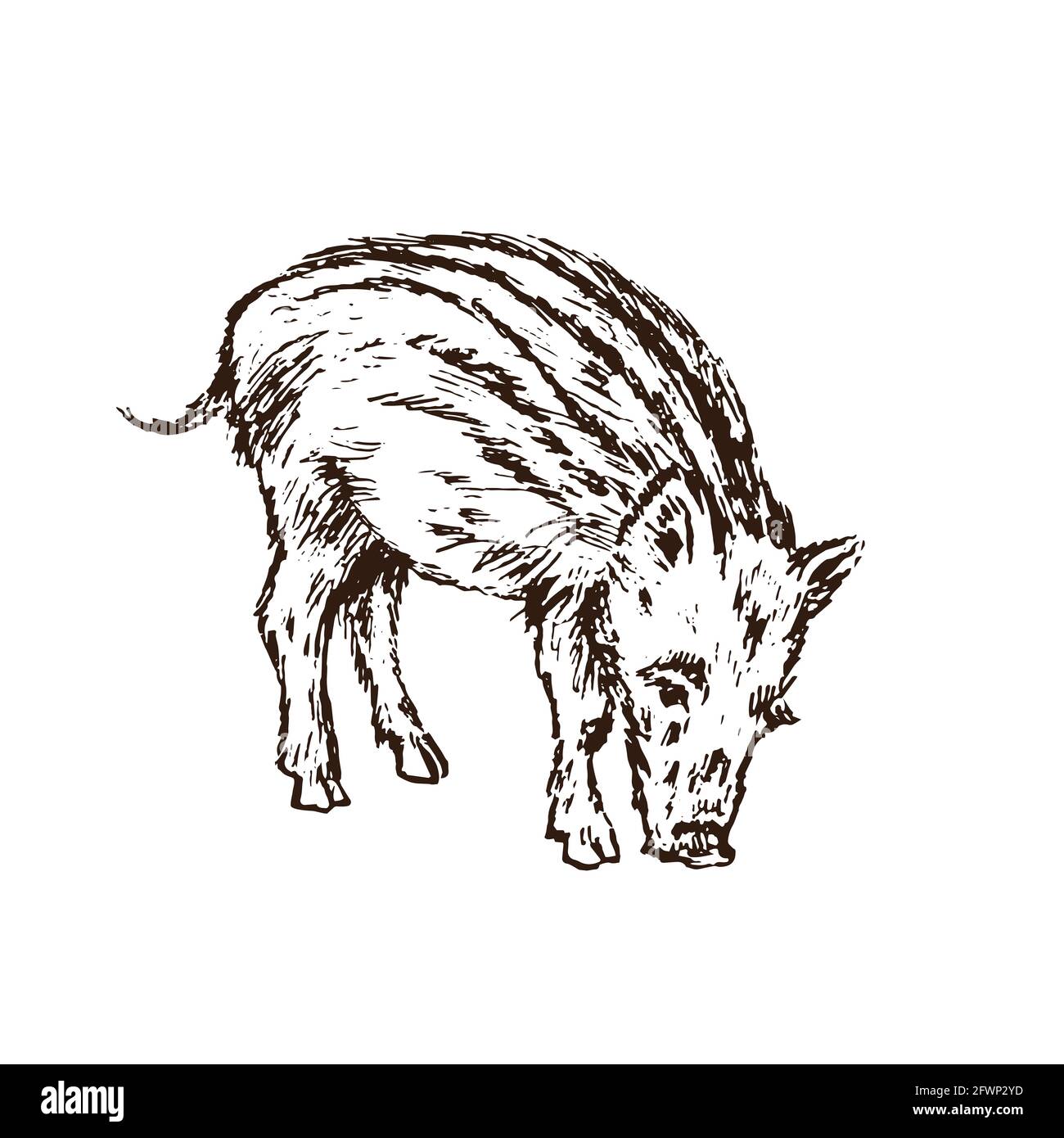 Wild boar (Sus scrofa) piglet standing side view, gravure style ink ...