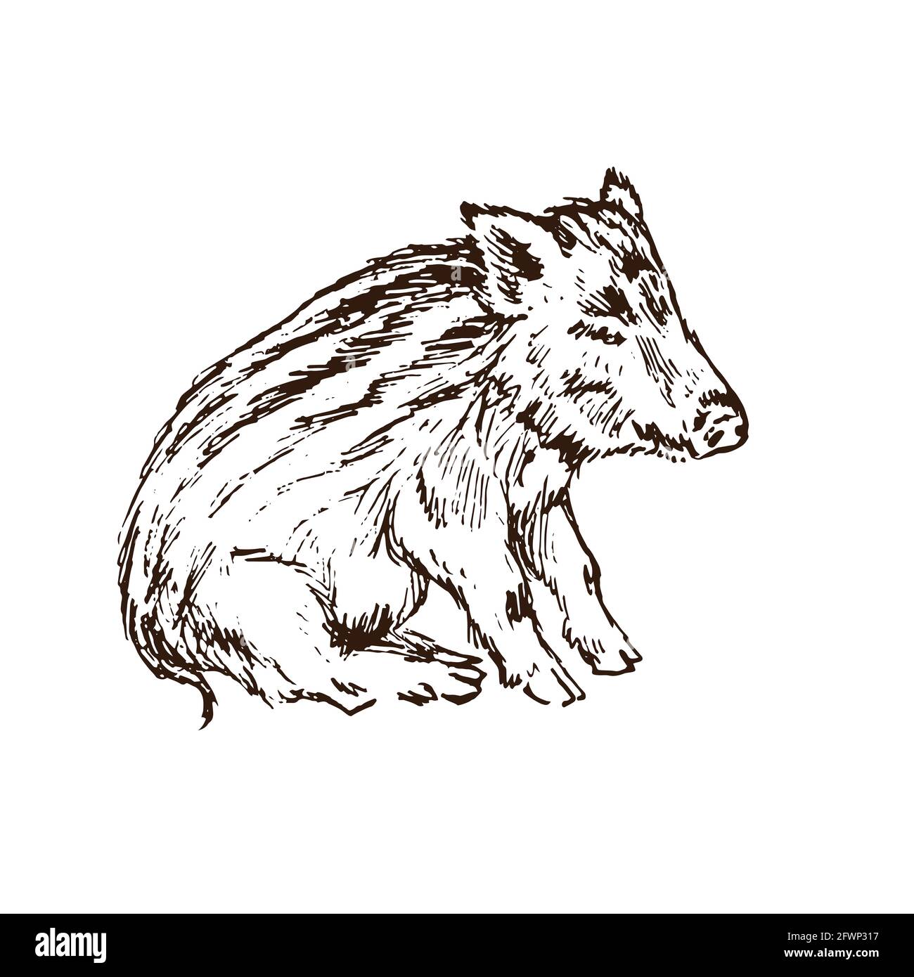 Wild boar (Sus scrofa) piglet sitting side view, gravure style ink ...