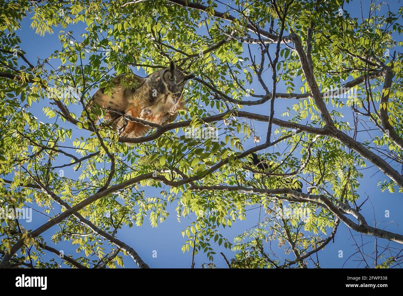 Great Horned Owl , Bubo virginianus chases off crows that have been ...