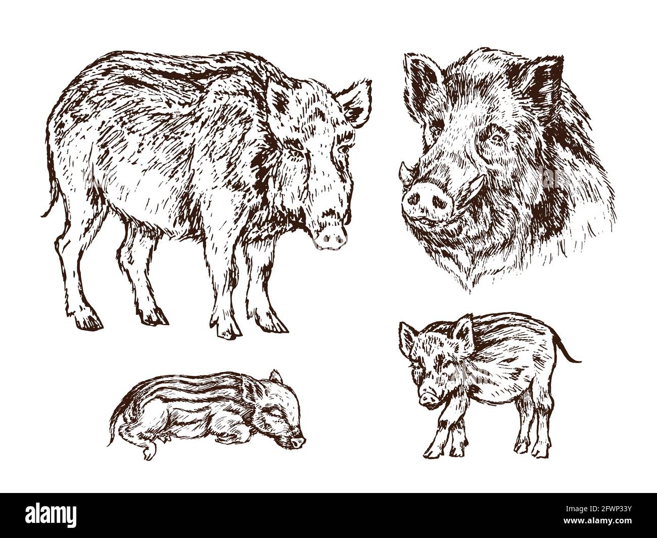 Wild boar (Sus scrofa) collection, pig side view, muzzle and piglets ...