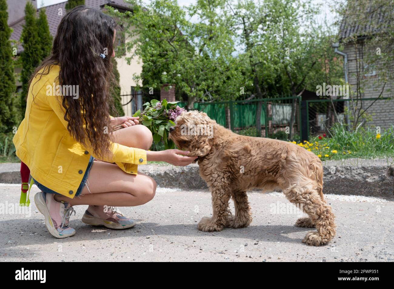 cocker spaniel walking with a girl on the street Stock Photo - Alamy