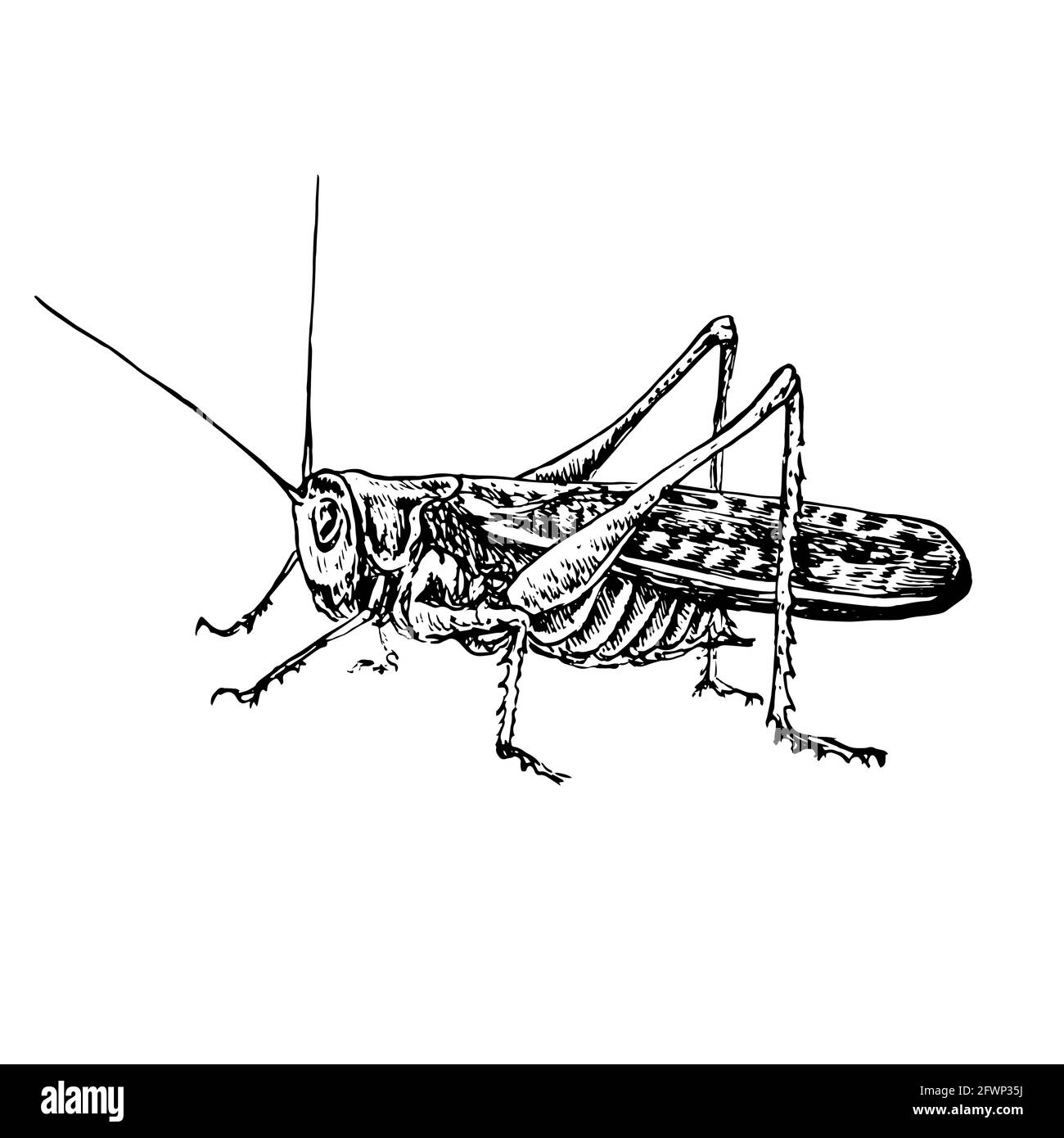 Cricket Insect Clip Art Black And White