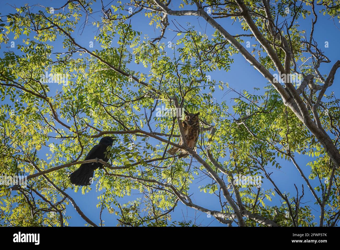 Great horned owl crows hi-res stock photography and images - Alamy