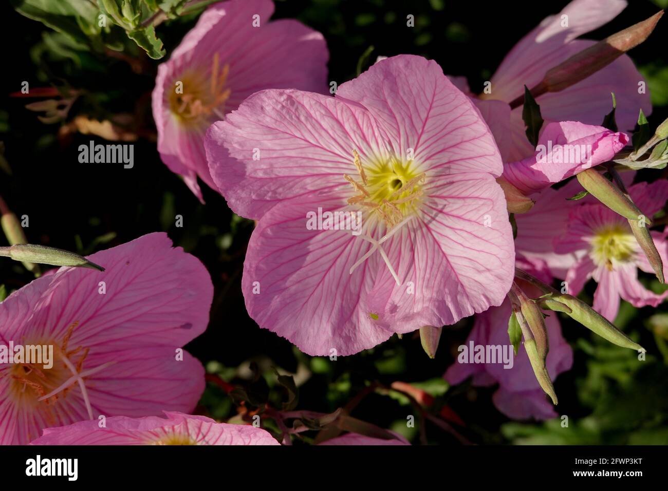 Oenothera Speciosa, also known as pinkladies , Mexican primrose ...