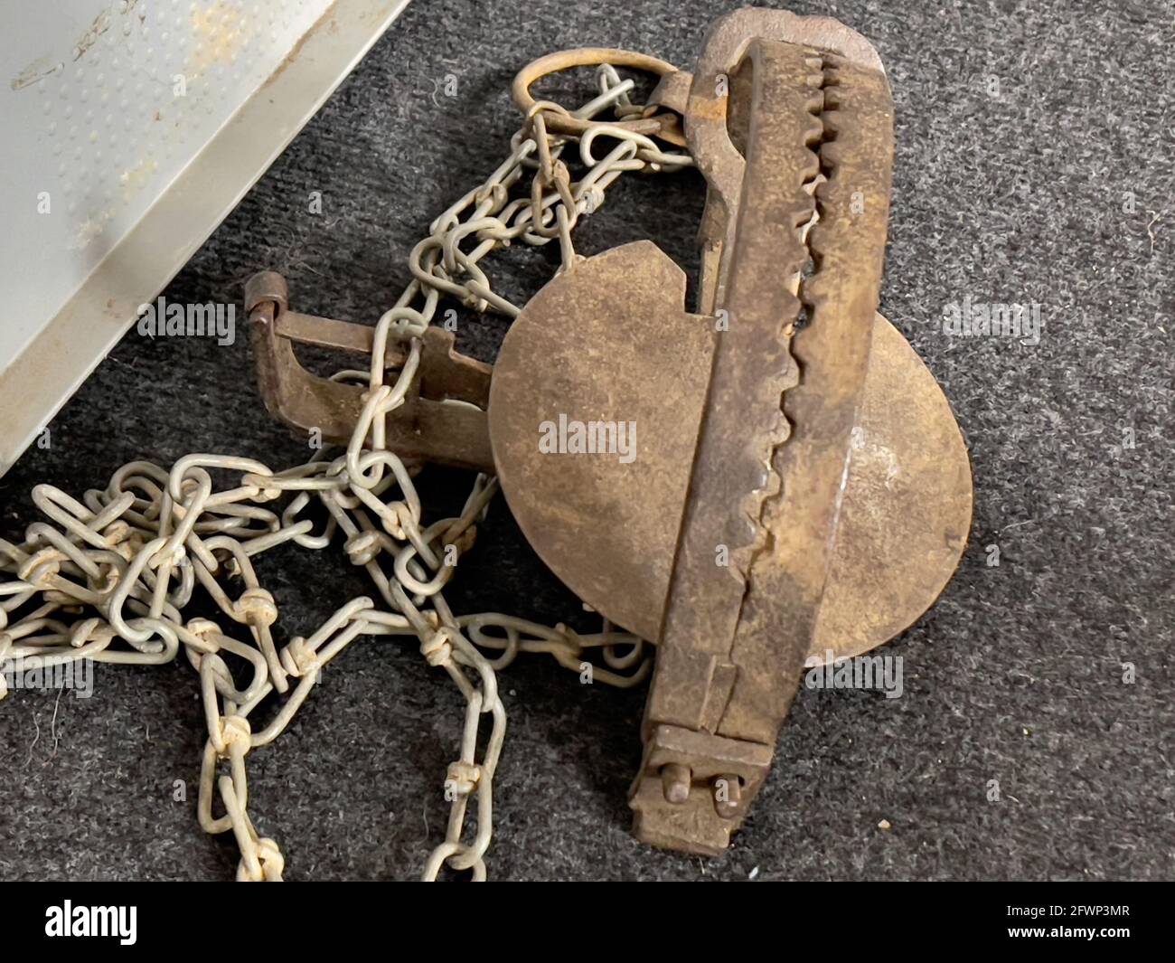 Old rusty bear trap on the ground Stock Photo - Alamy