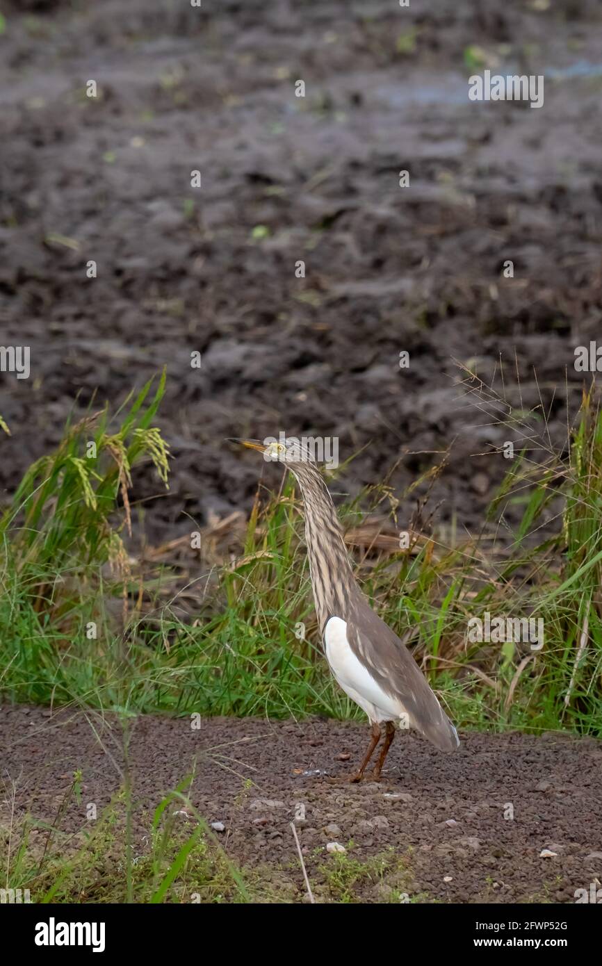 Pond Heron (Genus Ardeola) standing on gravel ground in paddy field of ...