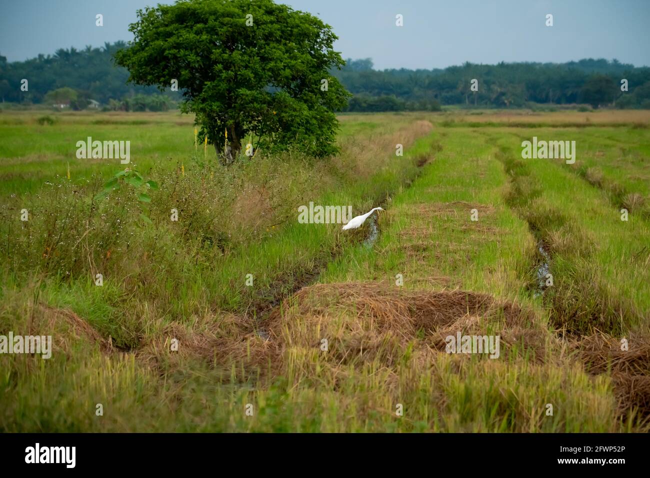 Common Egret feeding in a paddy field. Green paddy fields landscape ...