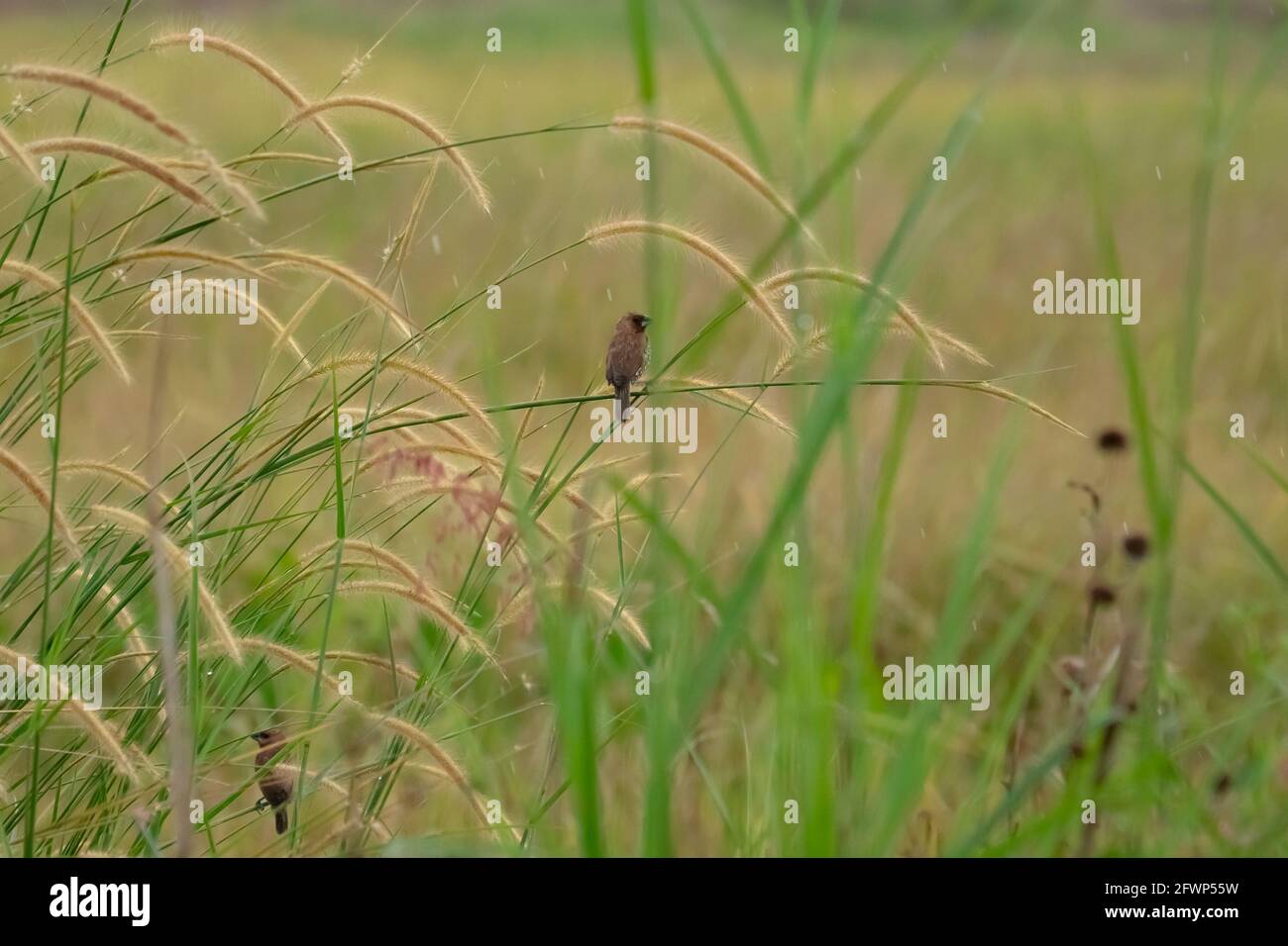 Paddy birds called Scary breasted munia (Lonchura punctulata) standing ...