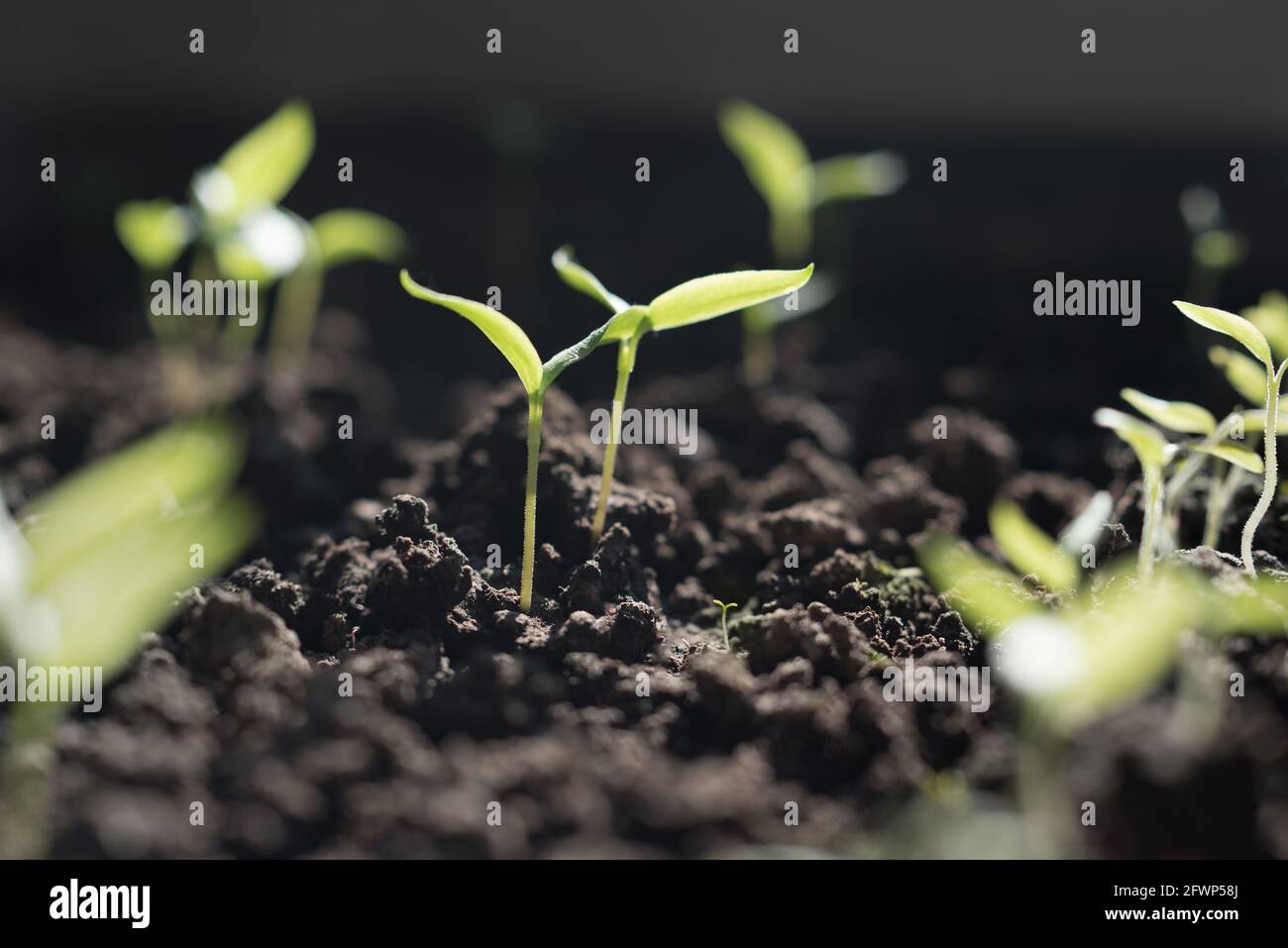 Green sprout on the ground , Gardening concept Stock Photo - Alamy