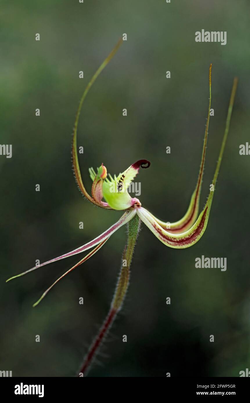 Australian spider flower hi-res stock photography and images - Alamy