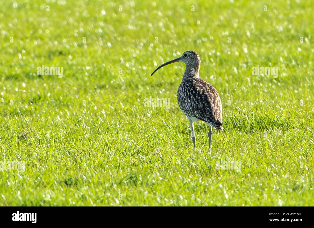 A curlew in a fields near Whitewell, Clitheroe, Lancashire, UK Stock ...
