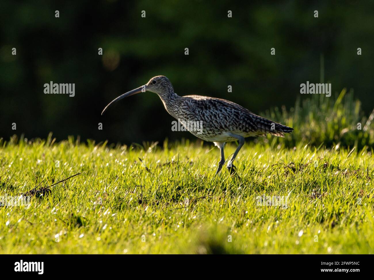 A curlew in a fields near Whitewell, Clitheroe, Lancashire, UK Stock ...