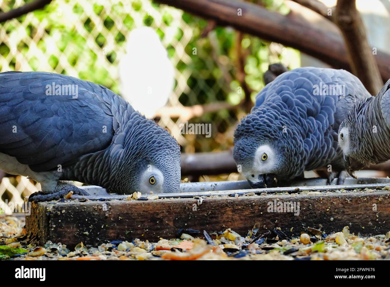 Flock of gray jaco parrot eating on the ground in a zoo Stock Photo - Alamy