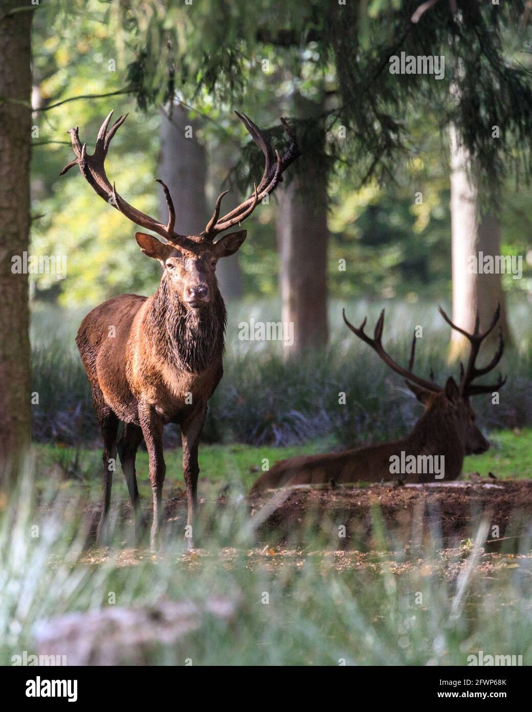 A red deer stag (cervus elaphus, male) proudly stands near the edge of ...