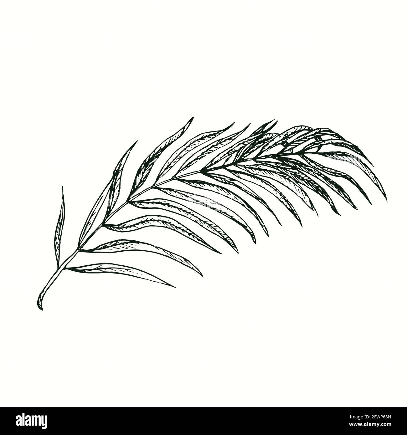 Palm frond in forest Cut Out Stock Images & Pictures - Alamy