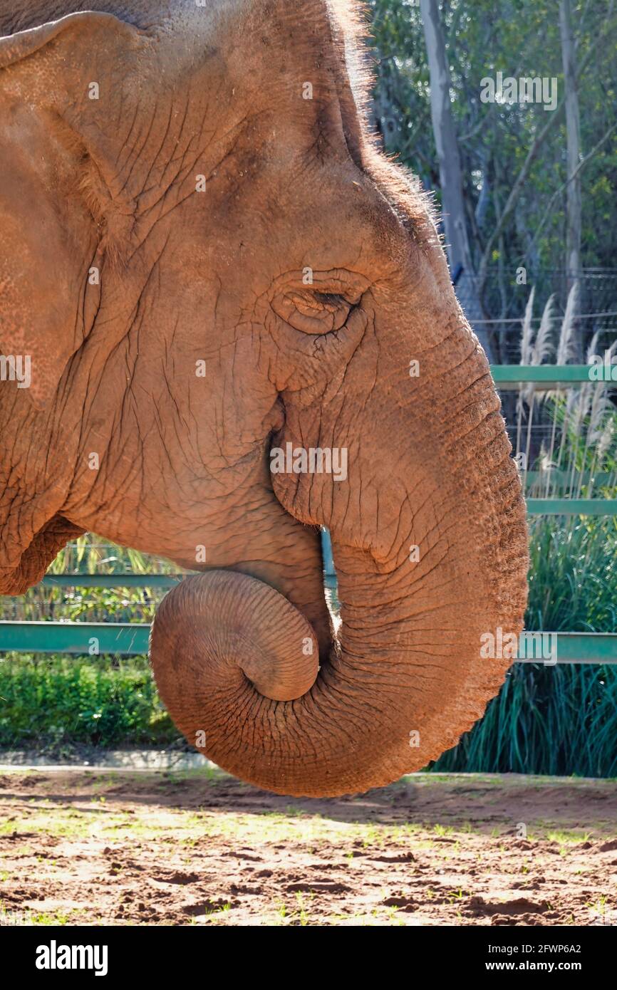 Depressed elephant hi-res stock photography and images - Alamy