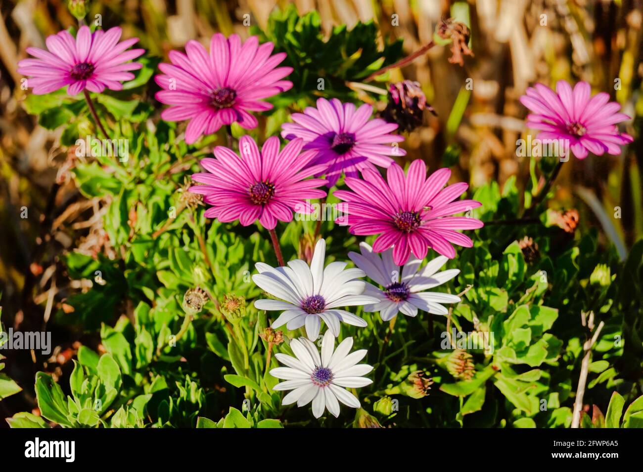 Purple daisy under sunlight hi-res stock photography and images - Alamy